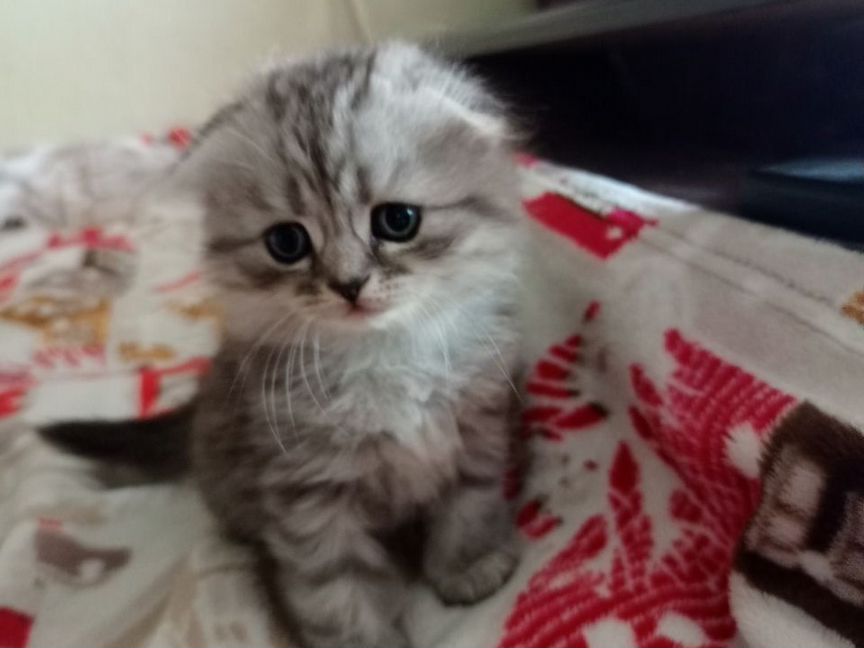 Шотландские котята