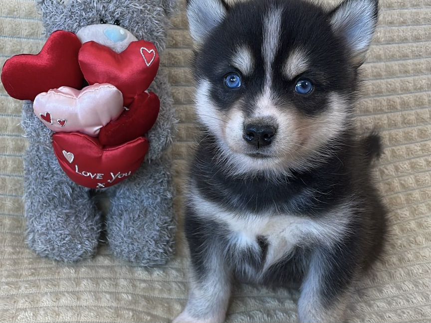 Помски щенки