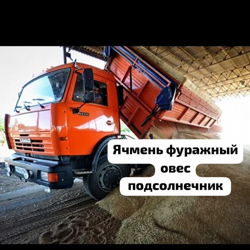 Пшеница ячмень
