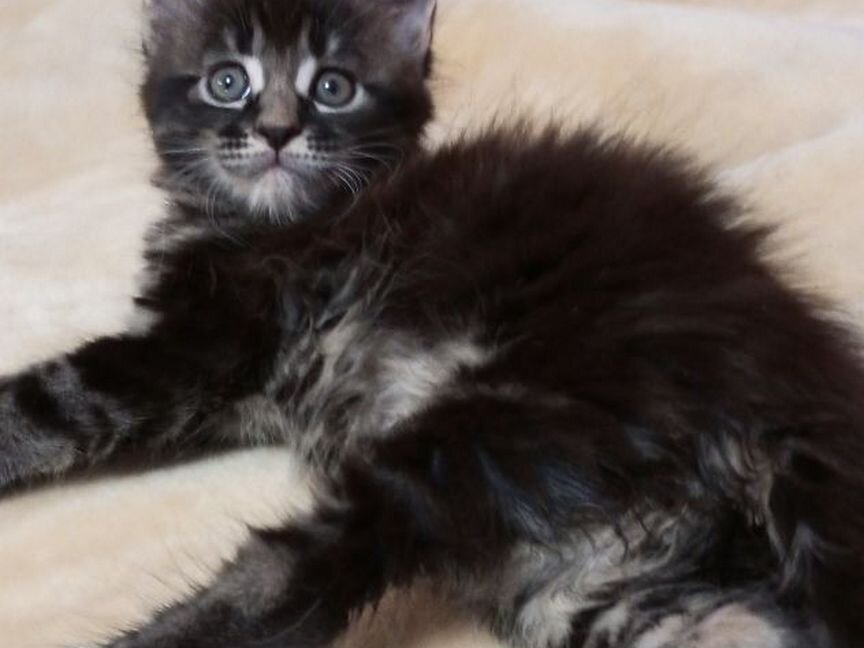 Котята мейн -куны