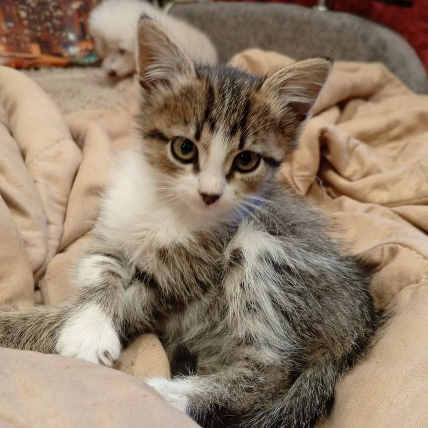Котёнок девочка