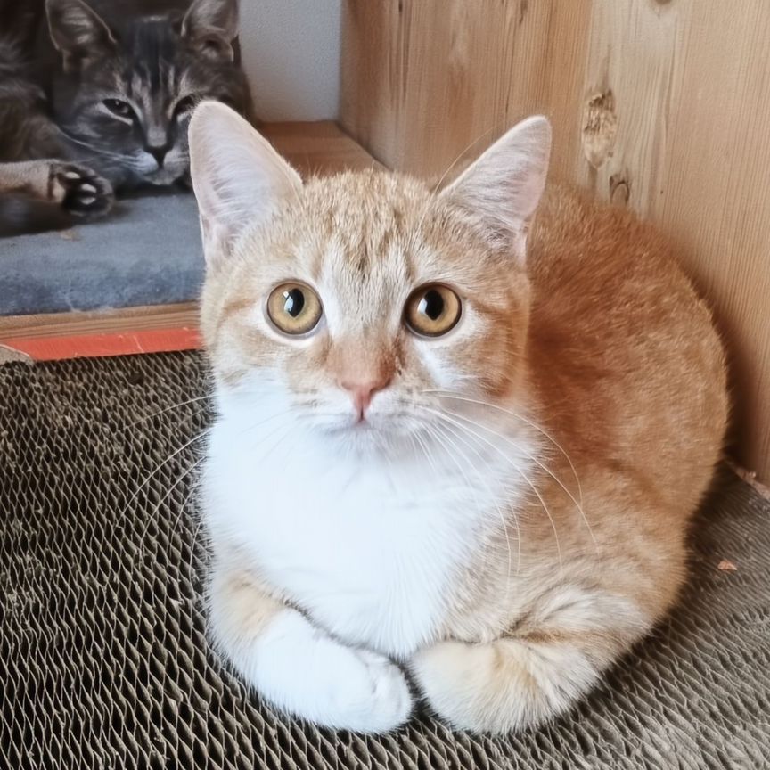 Котёнок в добрые руки