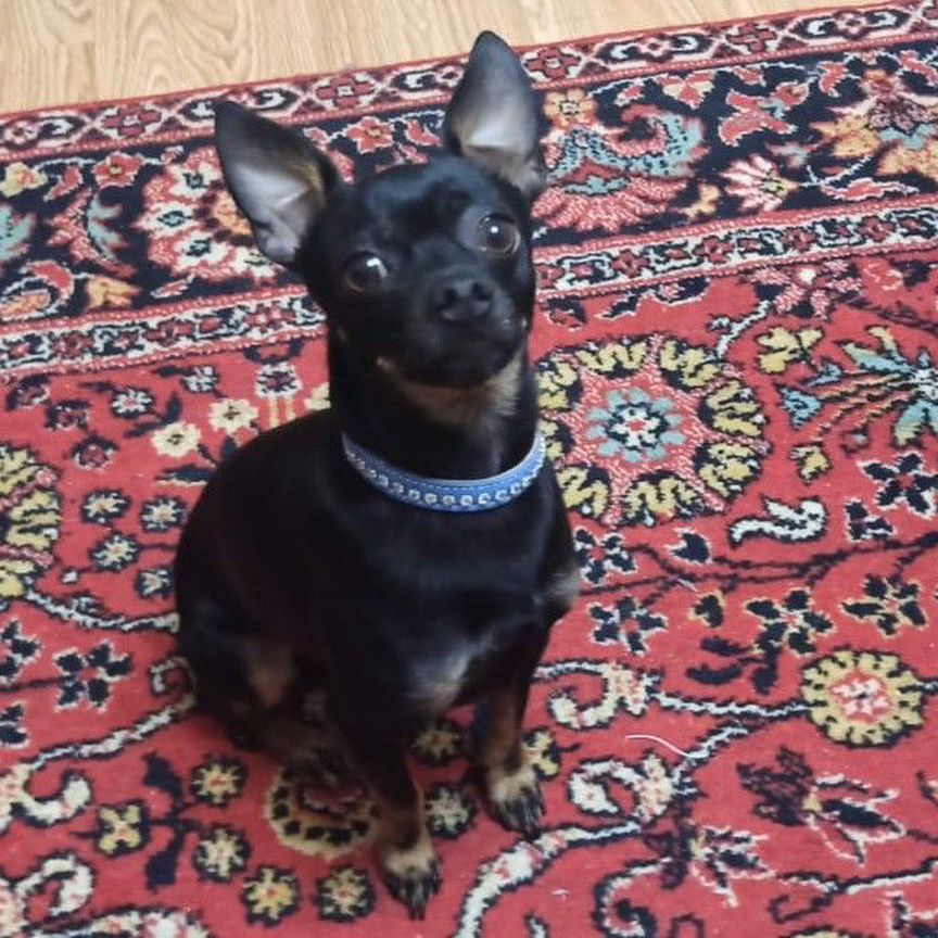 Вязка собак