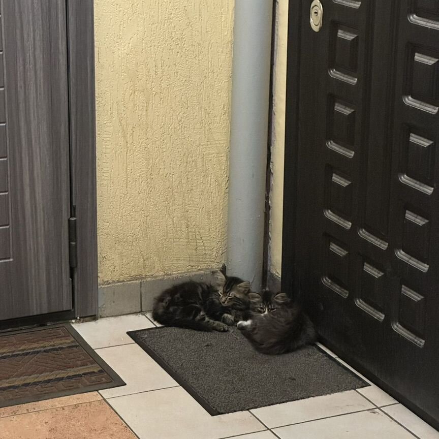 Котята в добрые руки
