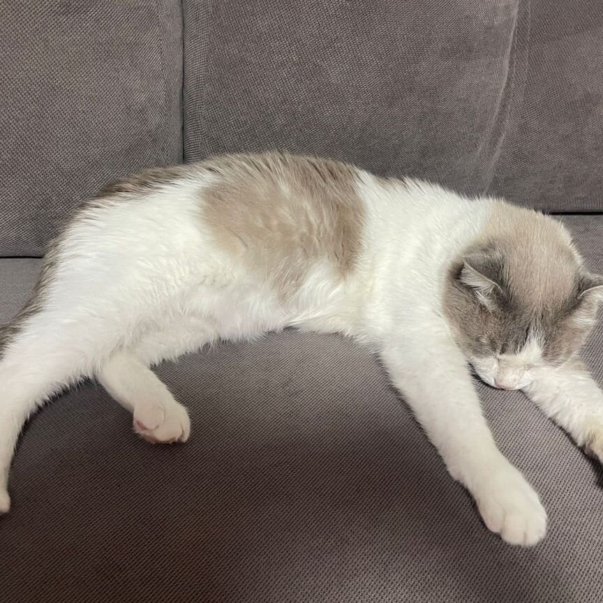 Кот скитался на улице