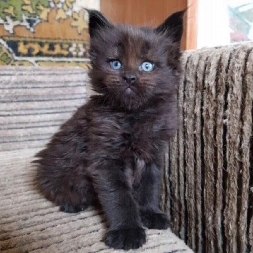 Котята