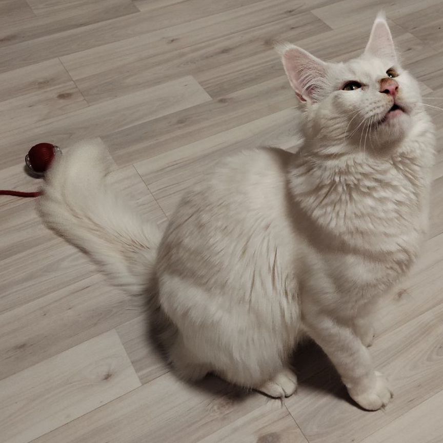 Мейн-кун котёнок