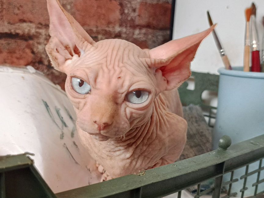 Котёнок мальчик бамбино крепыш голыш