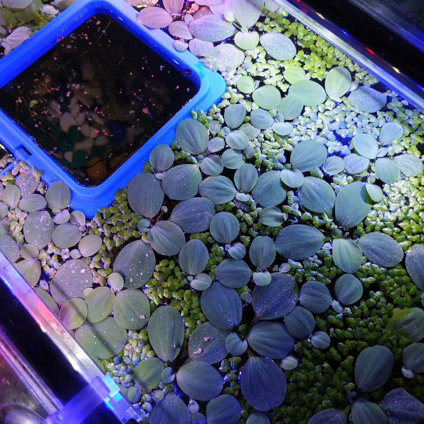 Аквариумные растения