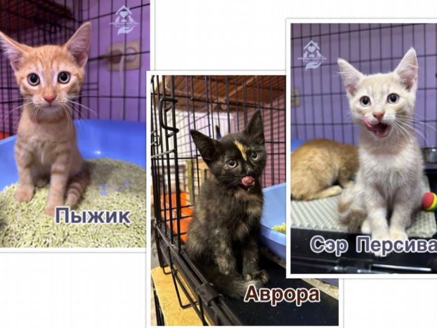 Котята. 2 мес. Подкинуты в коробке от плодятлов