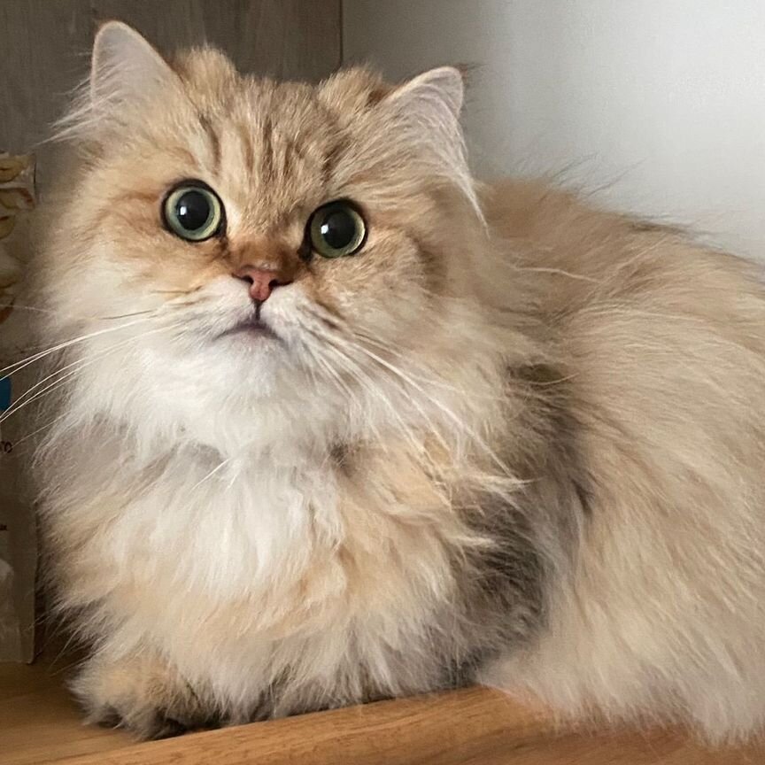 Кошечка в добрые руки