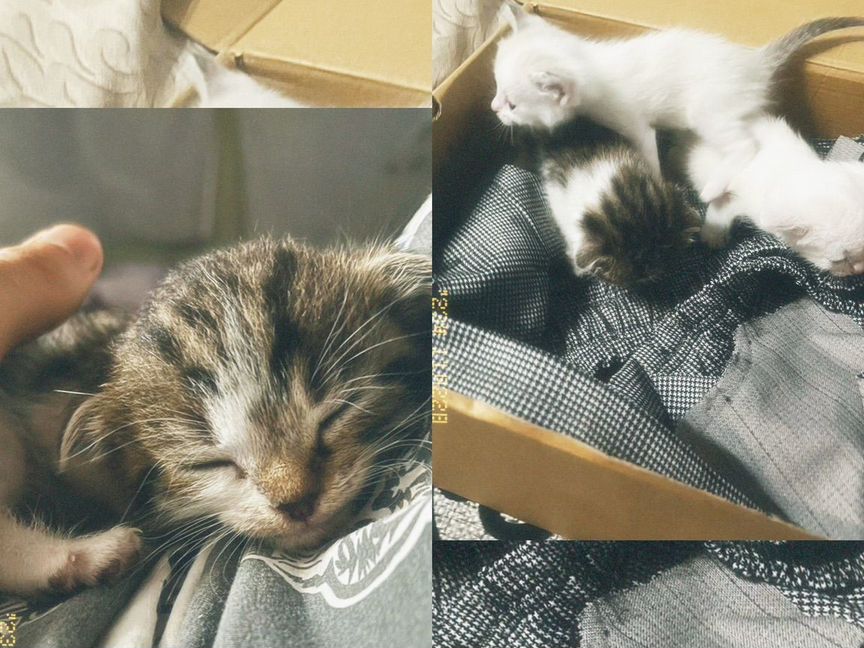 Котята в добрые руки