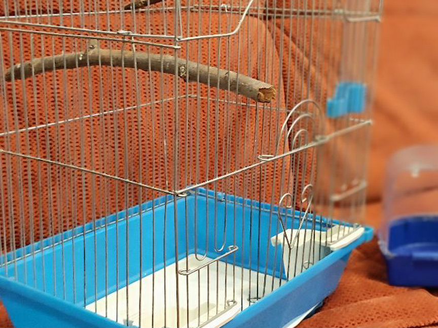 Залетай и живи клетка