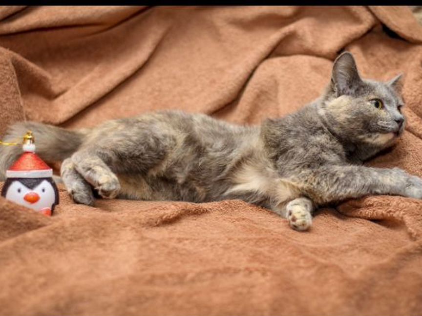 Кошка