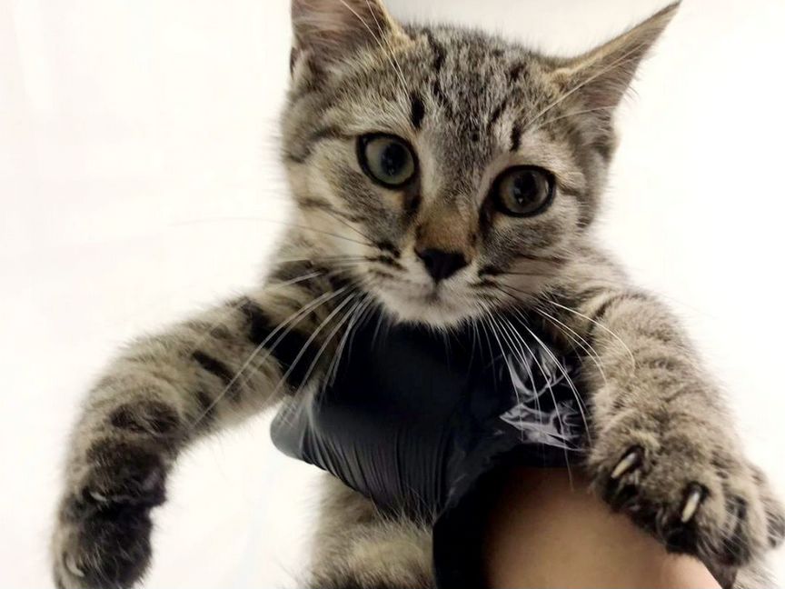 Котенок