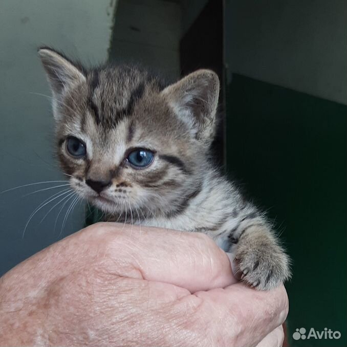 Котятки-ребятки