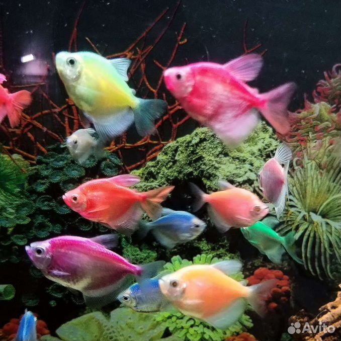 Рыбки Тернеции Glofish Вуалевые