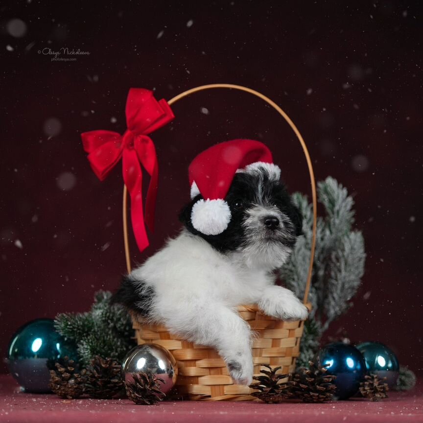 Щенки джек рассел терьер жесткошерстный