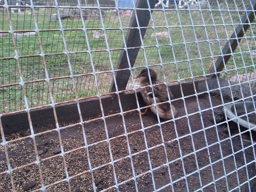 Утка подсадные для охоты