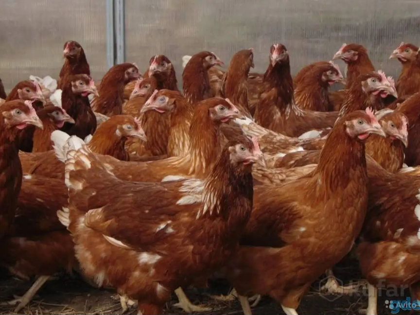 Куры молодки несушки