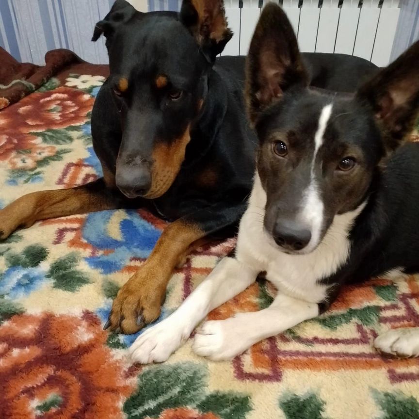 2 собаки в одну семью