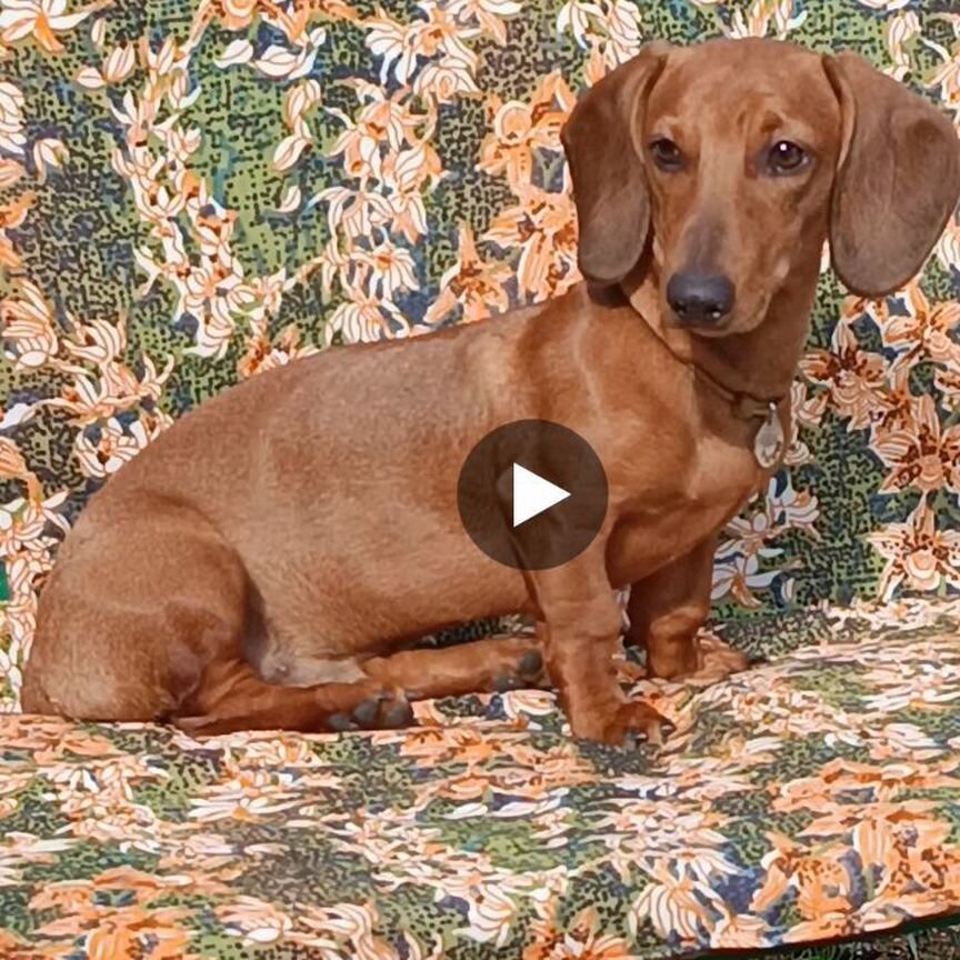 Такса, взрослый пёс