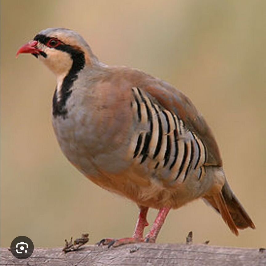 Кеклик куропатка