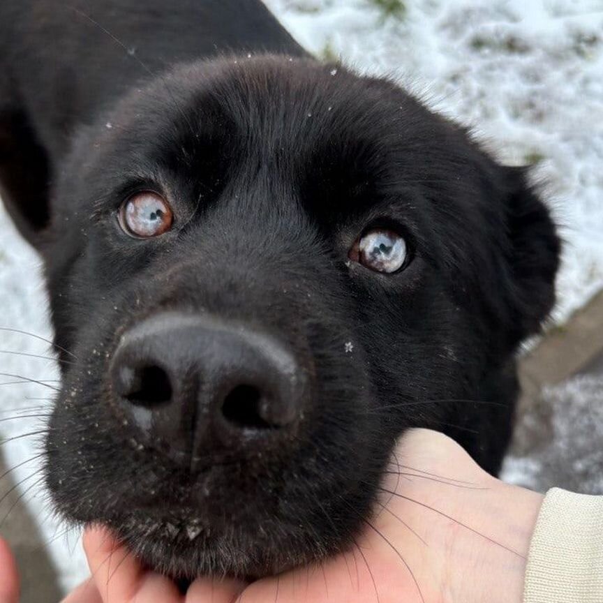 Собака Мамба в добрые руки