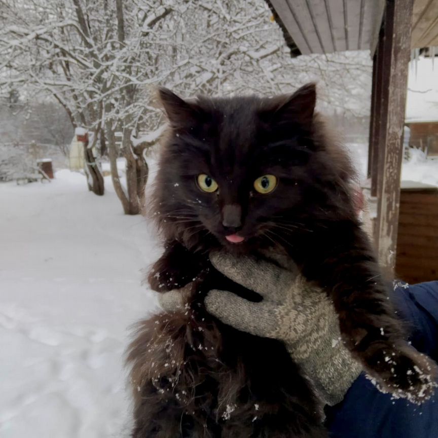 Бездомные котята