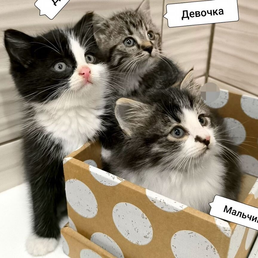 Котёнок в добрые руки