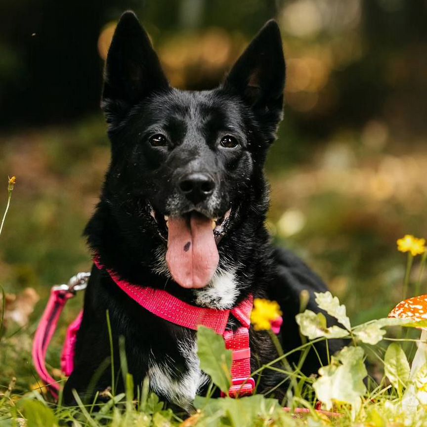 Взрослая собака в добрые руки