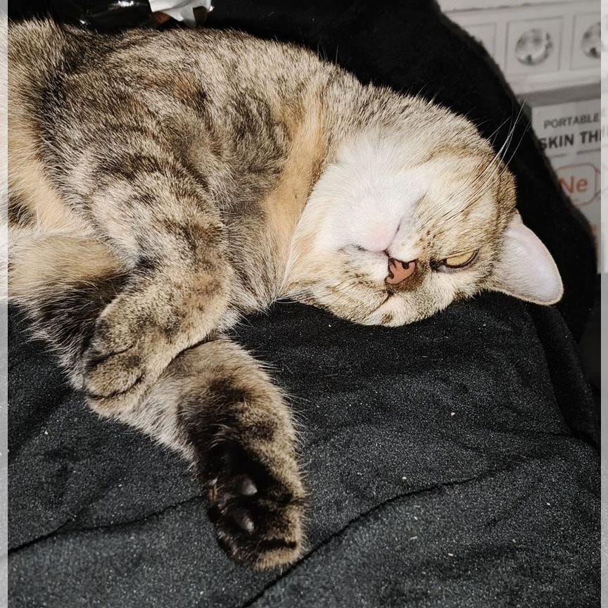 Взрослая кошка в добрые руки