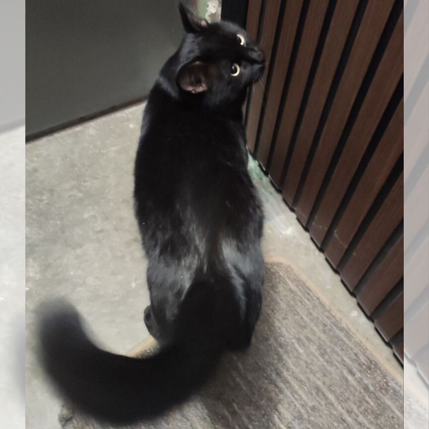 Взрослый кот в добрые руки