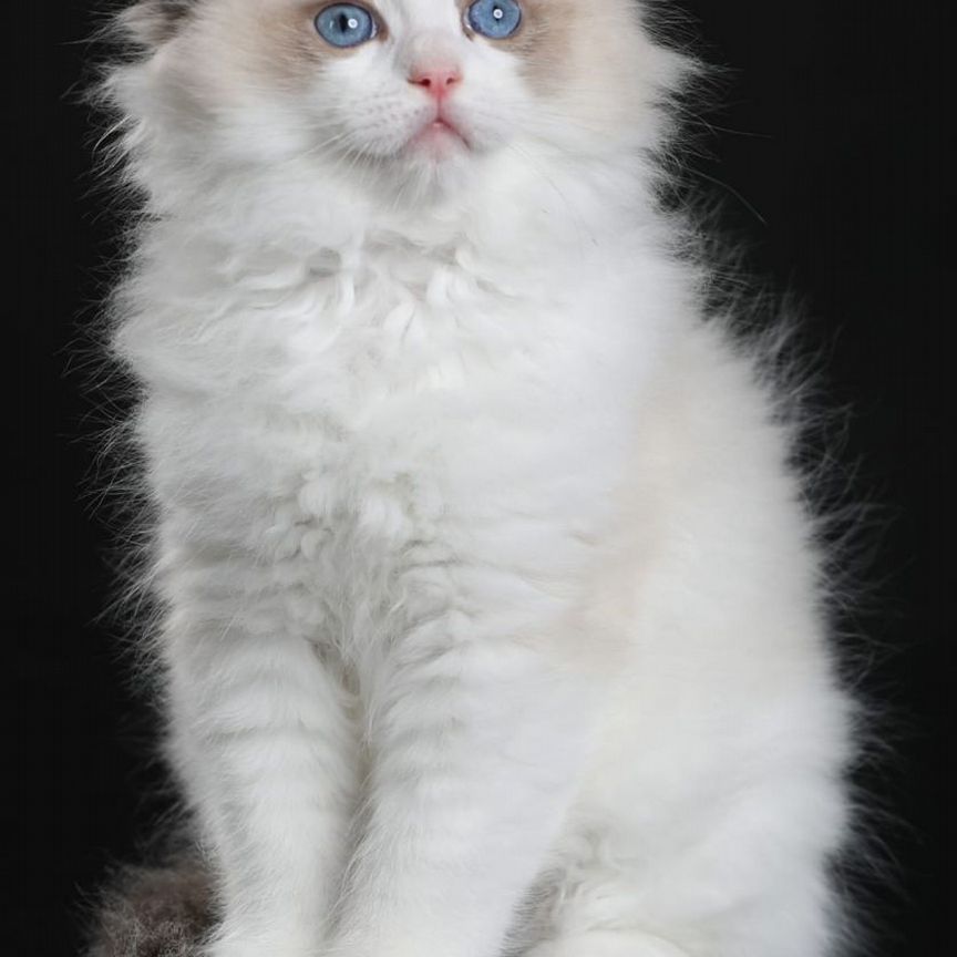 Котенок регдол