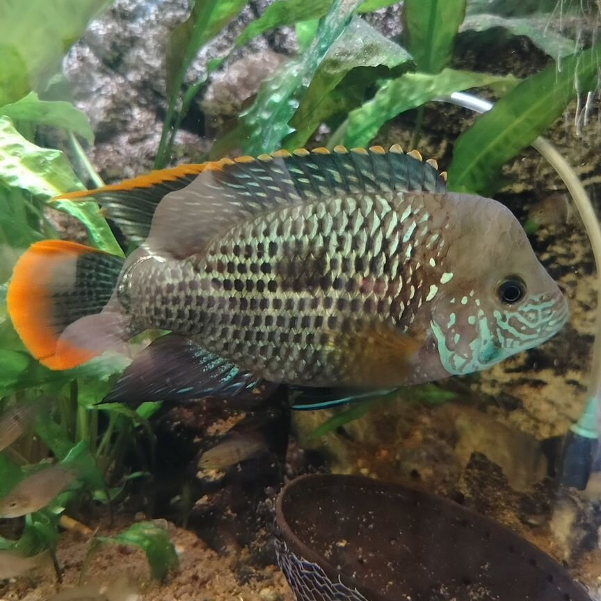 Рыбки цихлиды подростки бирюзовой акары