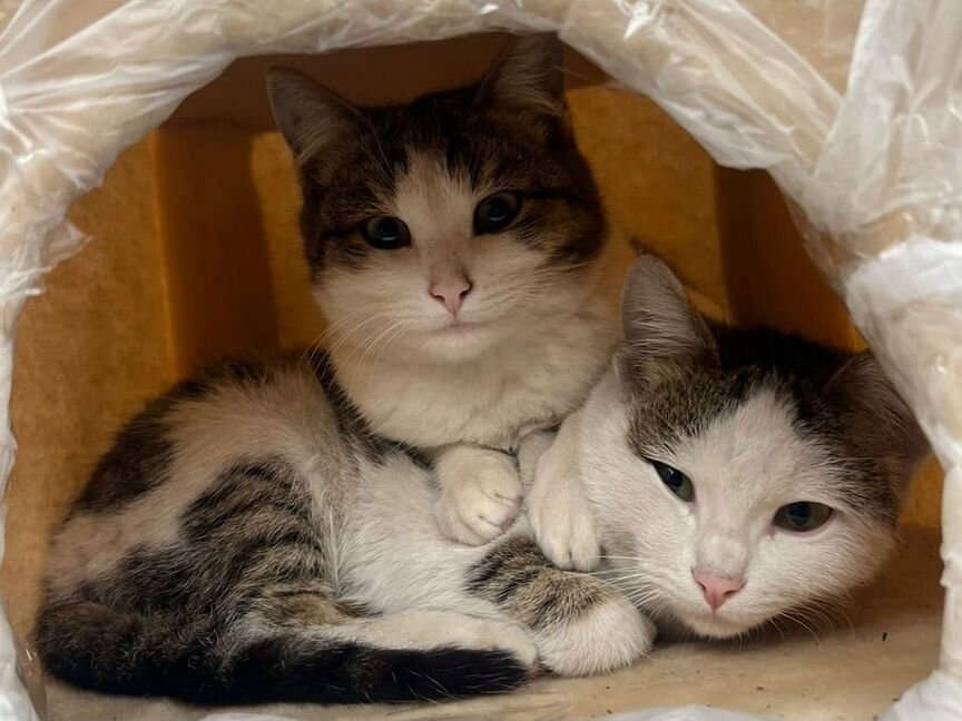 Котята в добрые руки бесплатно