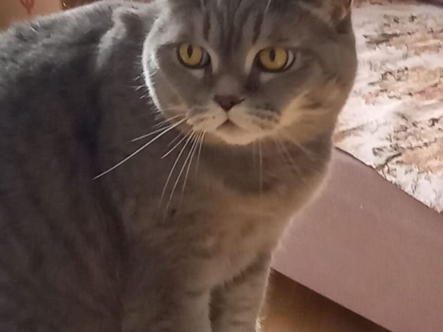 Британская кошечка Марфушка