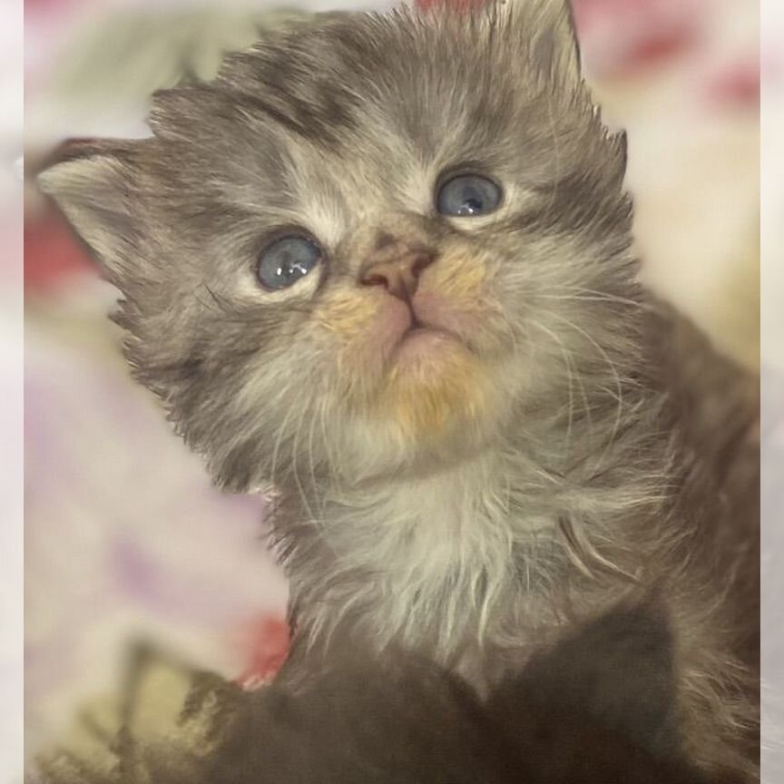 Мейн-кун котёнок