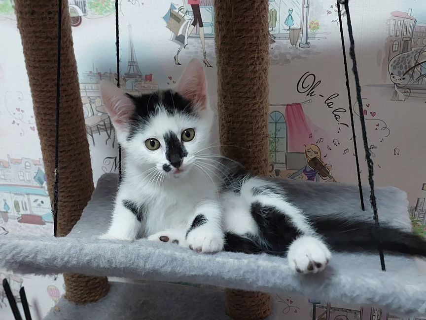 Котенок девочка.Мама смесь манчкин/британец