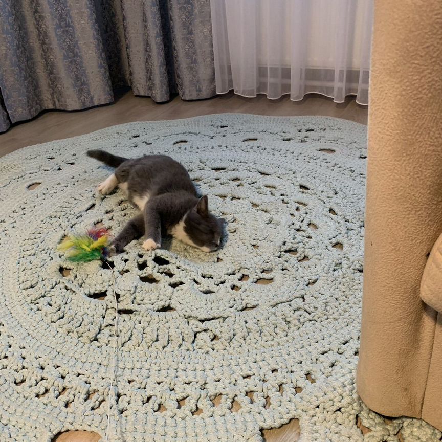 Котик
