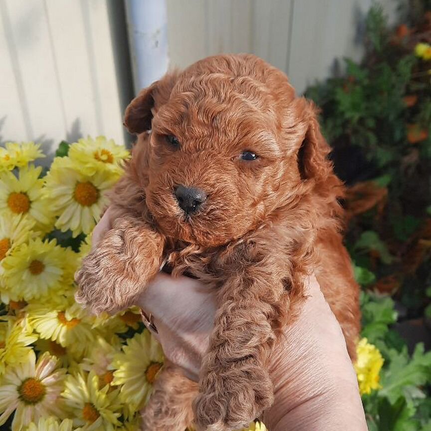 Мальтипу девочка