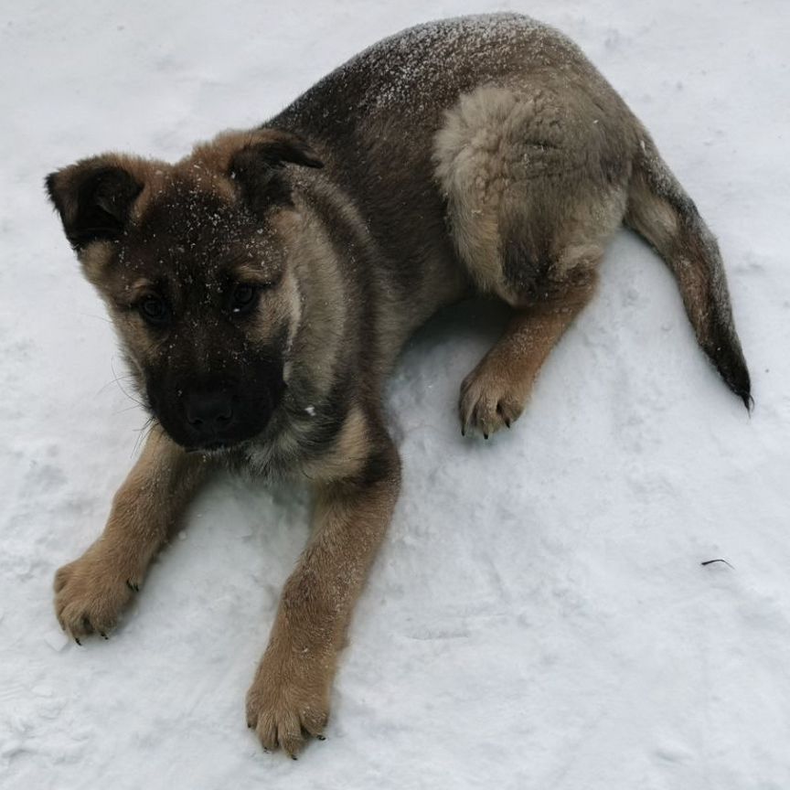 Немецкая овчарка, щенок