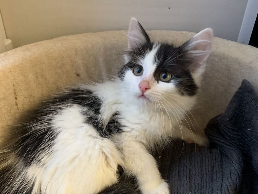 Котенок Фиона