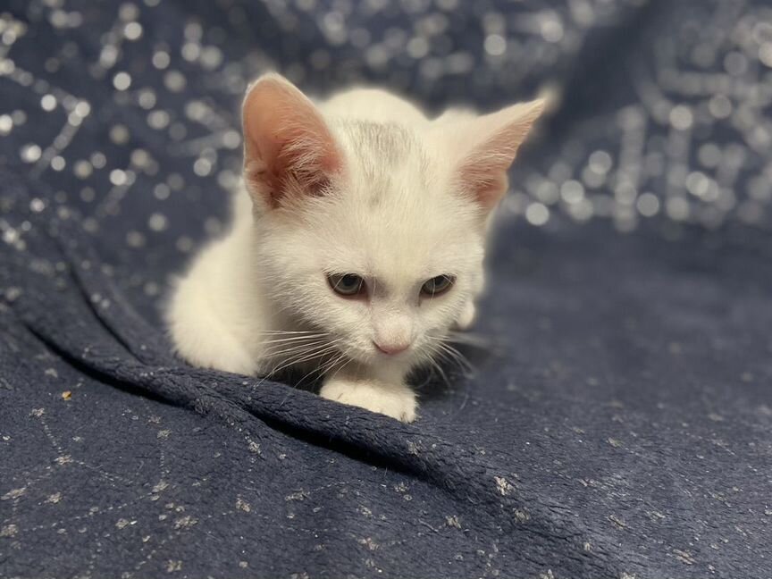 Котенок в добрые руки