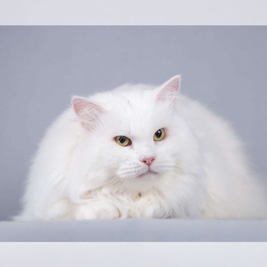 Турецкая ангора, взрослый кот