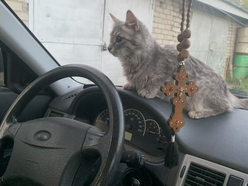 Кошки в добрые руки бесплатно