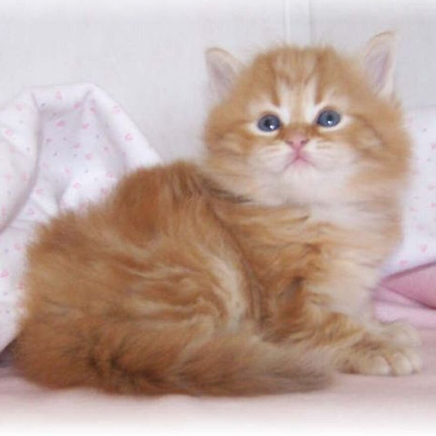 Сибирские мраморята