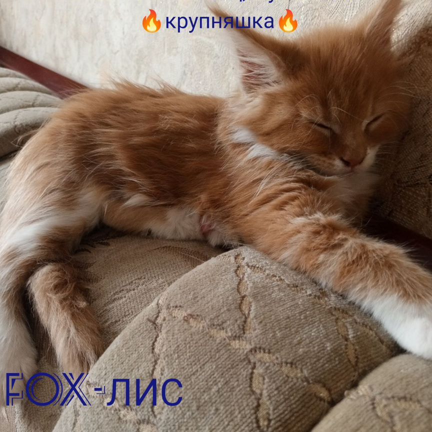 Мейн-кун котёнок