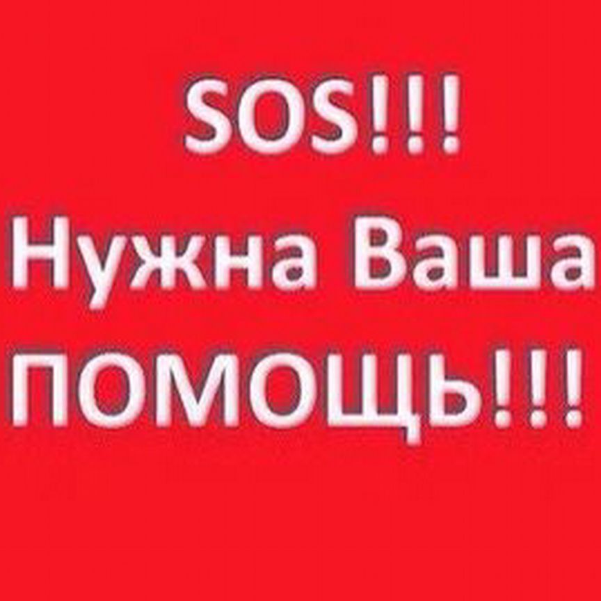 Овчарку отдаю