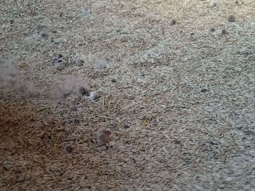 Соя, Соя на корм